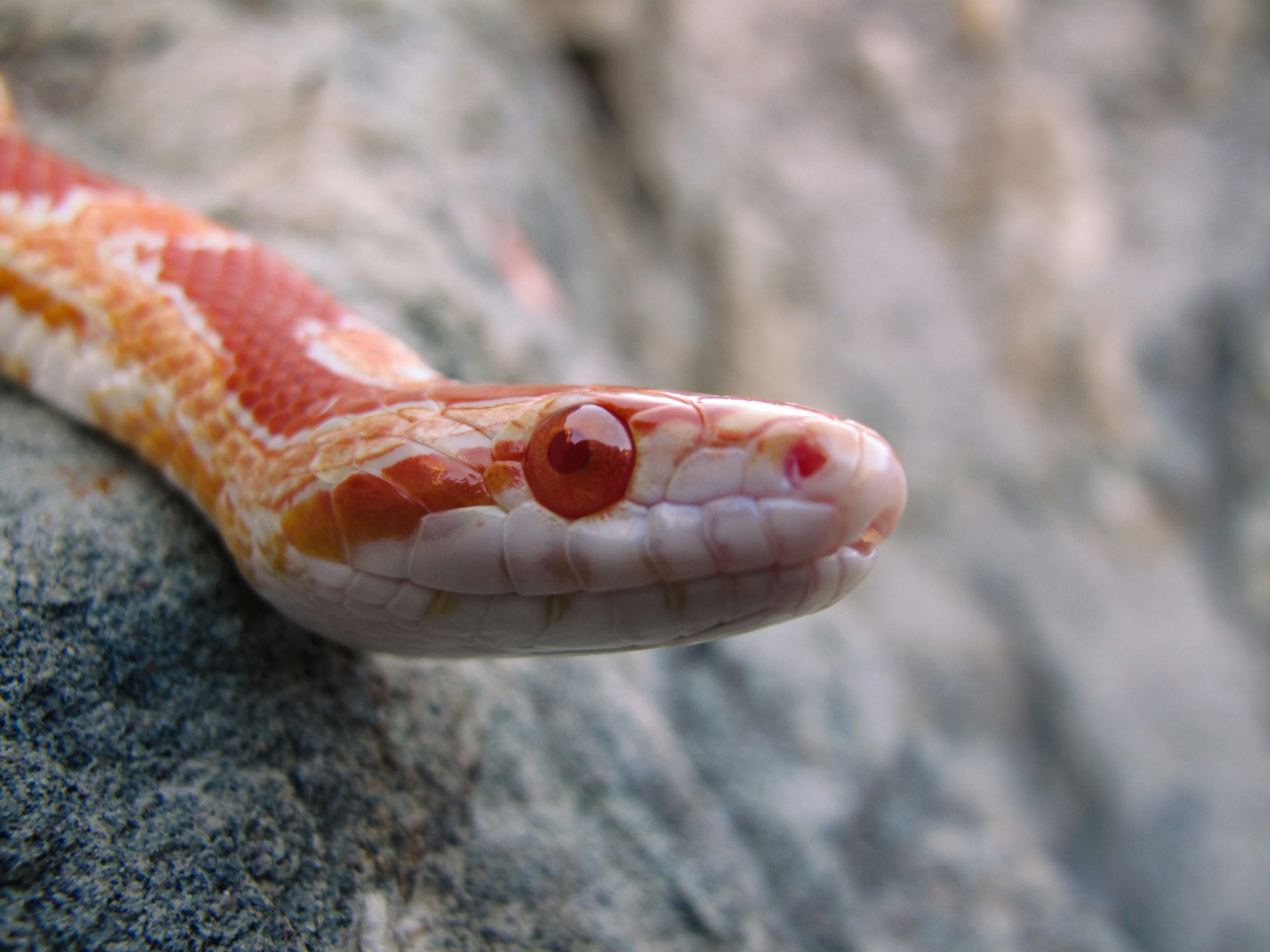 5 Fascinating Facts About Snakes You Didn't Know | Alea Weil